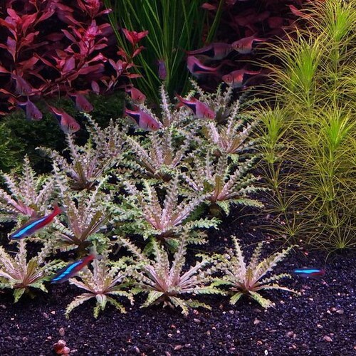 Samolus Parviflorus Red Rare Live Aquarium Plants - Etsy