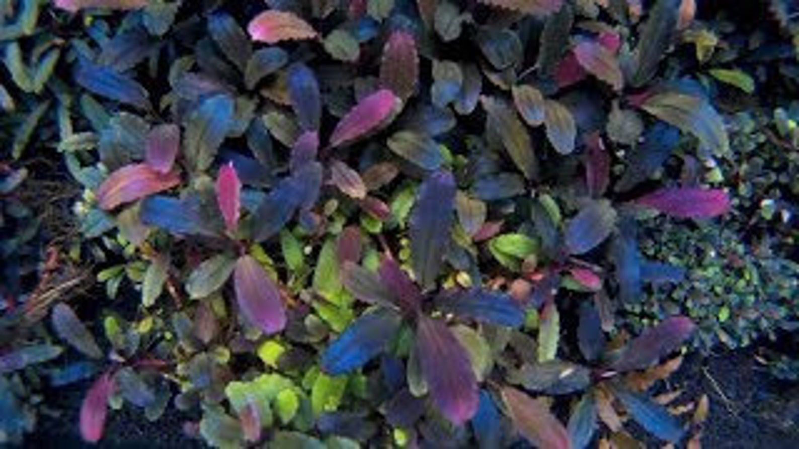 2 Bucephalandra Micro Plants Live Aquarium Plants Free S/h - Etsy