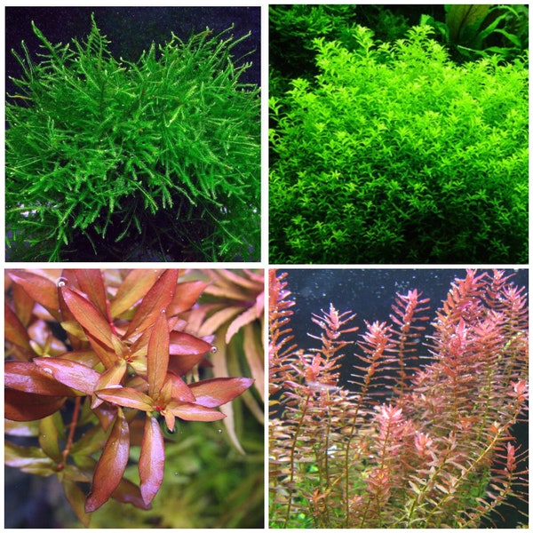 Low Growing Aquarium Plants - Etsy