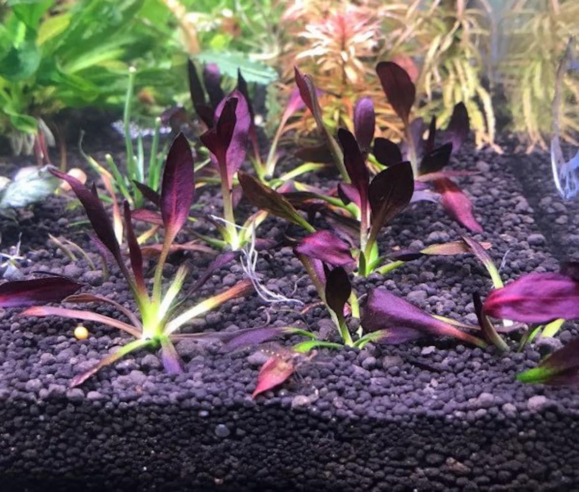 1 Echinodorus Aflame Plant Live Aquarium Plants Free S/h - Etsy