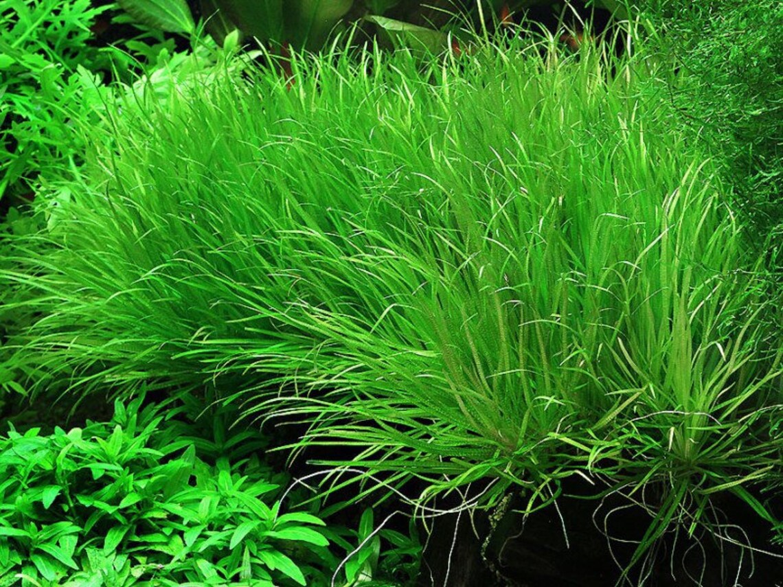 3 Blyxa Japonica Plants Live Aquarium Plants Free S/h Live - Etsy
