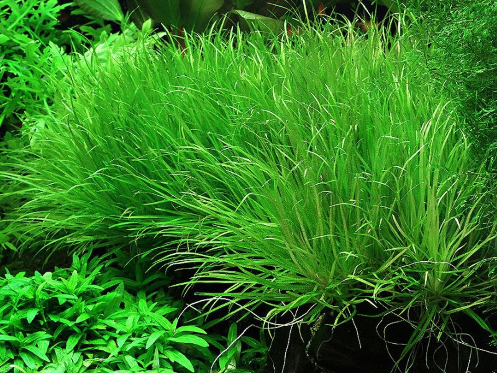 3 Blyxa Japonica Plants Live Aquarium Plants Free S/h Live - Etsy