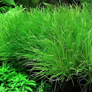 3 Blyxa Japonica Plants! Live Aquarium Plants! Free S/h Live Aquatic ...