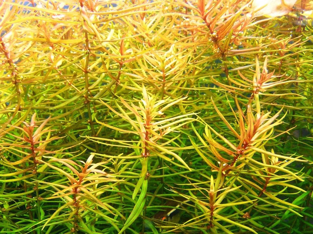 3 Stems Blood Stargrass Live Aquarium Plants Free S/h - Etsy