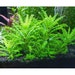 3 Downoi Plants Aka little Star Live Aquarium Plants Free S/h Rare Live ...