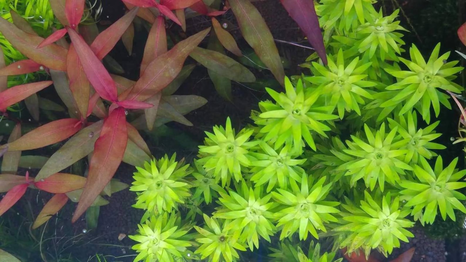 3 Stems Tonina Sp Lotus Blossom Live Aquarium Plants Free S/h Live ...