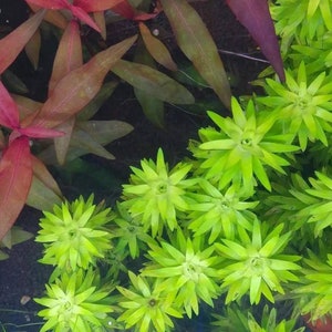 3 Stems Tonina Sp Lotus Blossom Live Aquarium Plants Free S/h Live ...