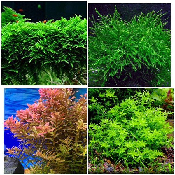 Low Growing Aquarium Plants - Etsy
