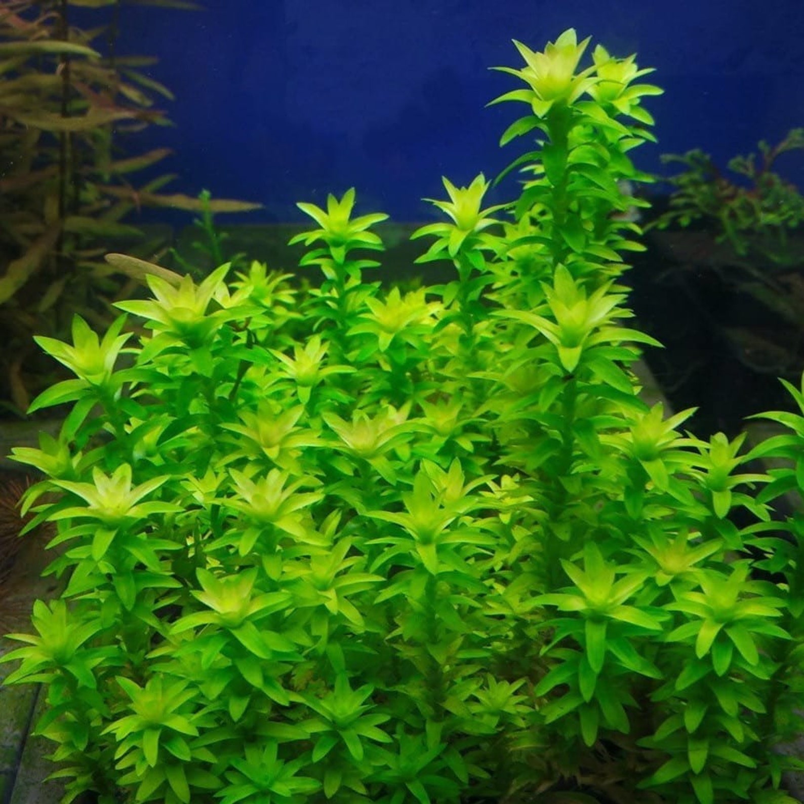 3 Stems Tonina Sp Lotus Blossom Live Aquarium Plants Free S/h Live ...