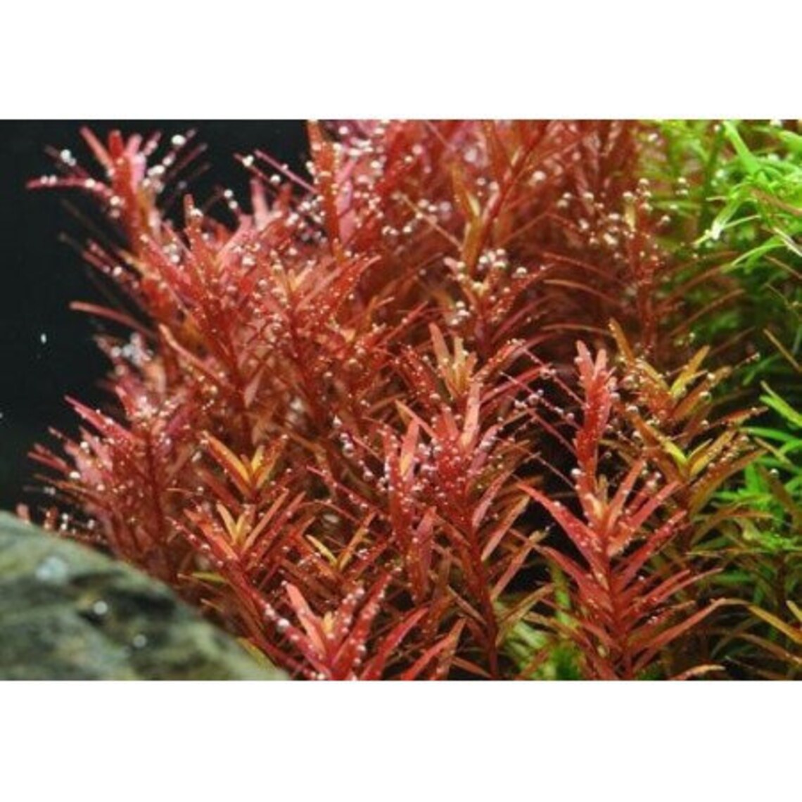 6 Species Rotala Mix 50 Stems Live Aquarium Plants Free S/h - Etsy