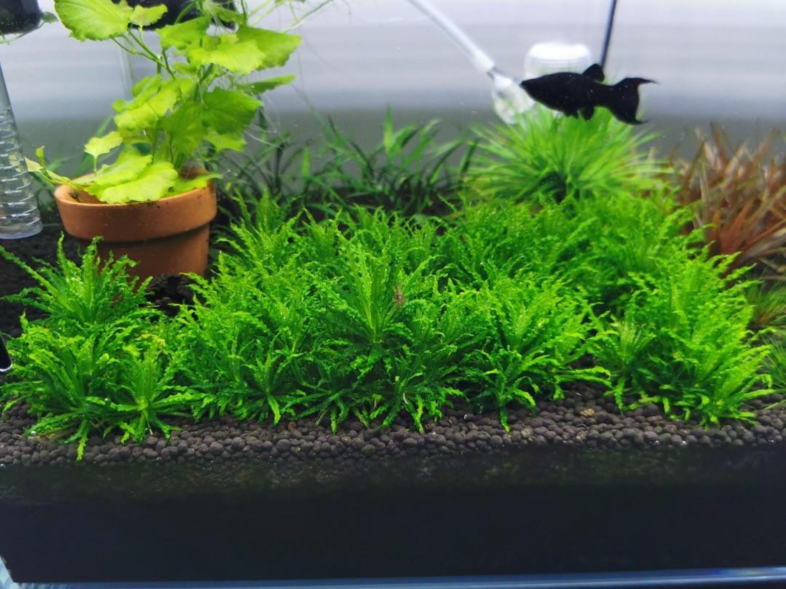 3 Downoi Plants Aka little Star Live Aquarium Plants Free | Etsy