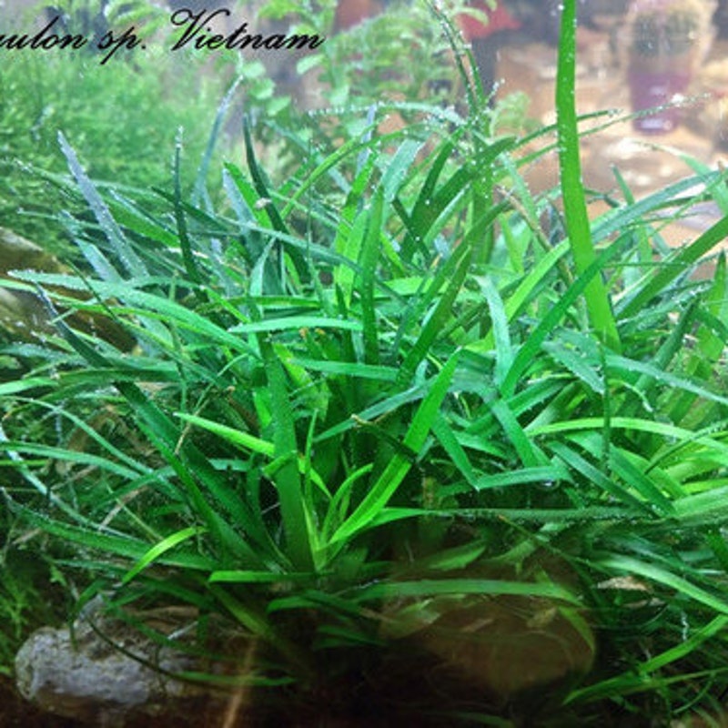 Aquatic Plants Rare - Etsy