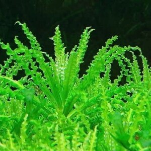 3 Downoi Plants Aka little Star Live Aquarium Plants Free S/h Rare Live ...