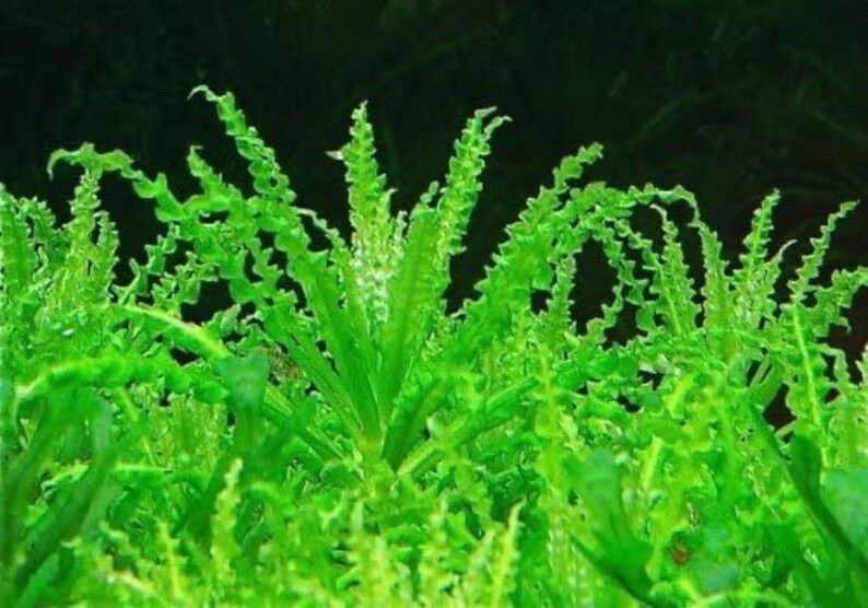 3 Downoi Plants Aka little Star Live Aquarium Plants Free | Etsy