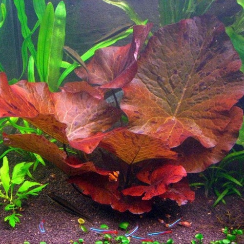 2 Bucephalandra Micro Plants Live Aquarium Plants Free S/h - Etsy