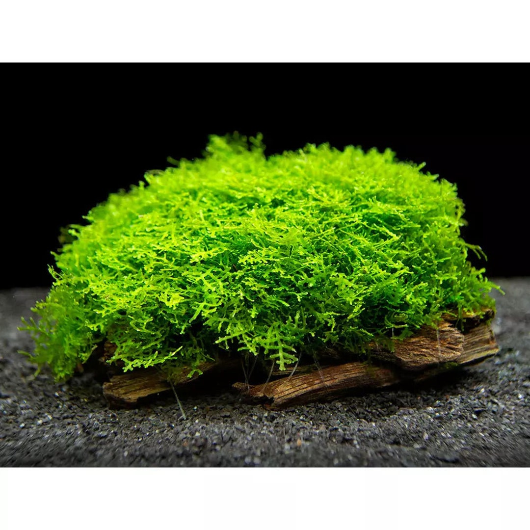1x1 Inch Portion of Coral Moss Aka Mini Pallia! Live Aquatic Plants! Free S/h Great for Shrimps ...