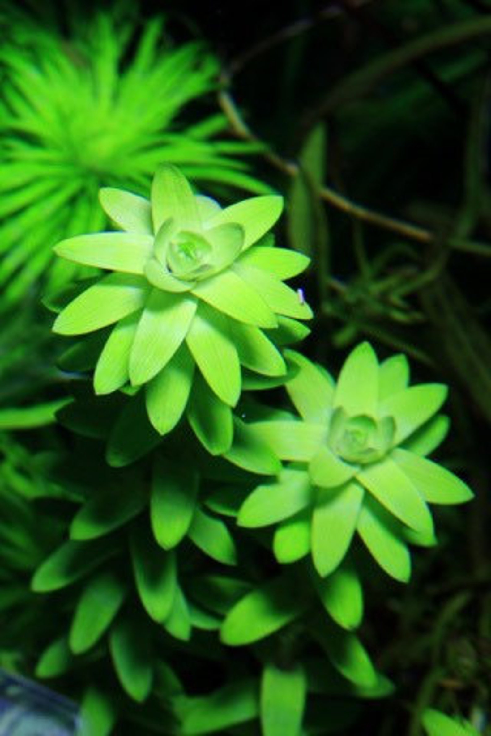3 Stems Tonina Sp Lotus Blossom Live Aquarium Plants Free S/h Live ...