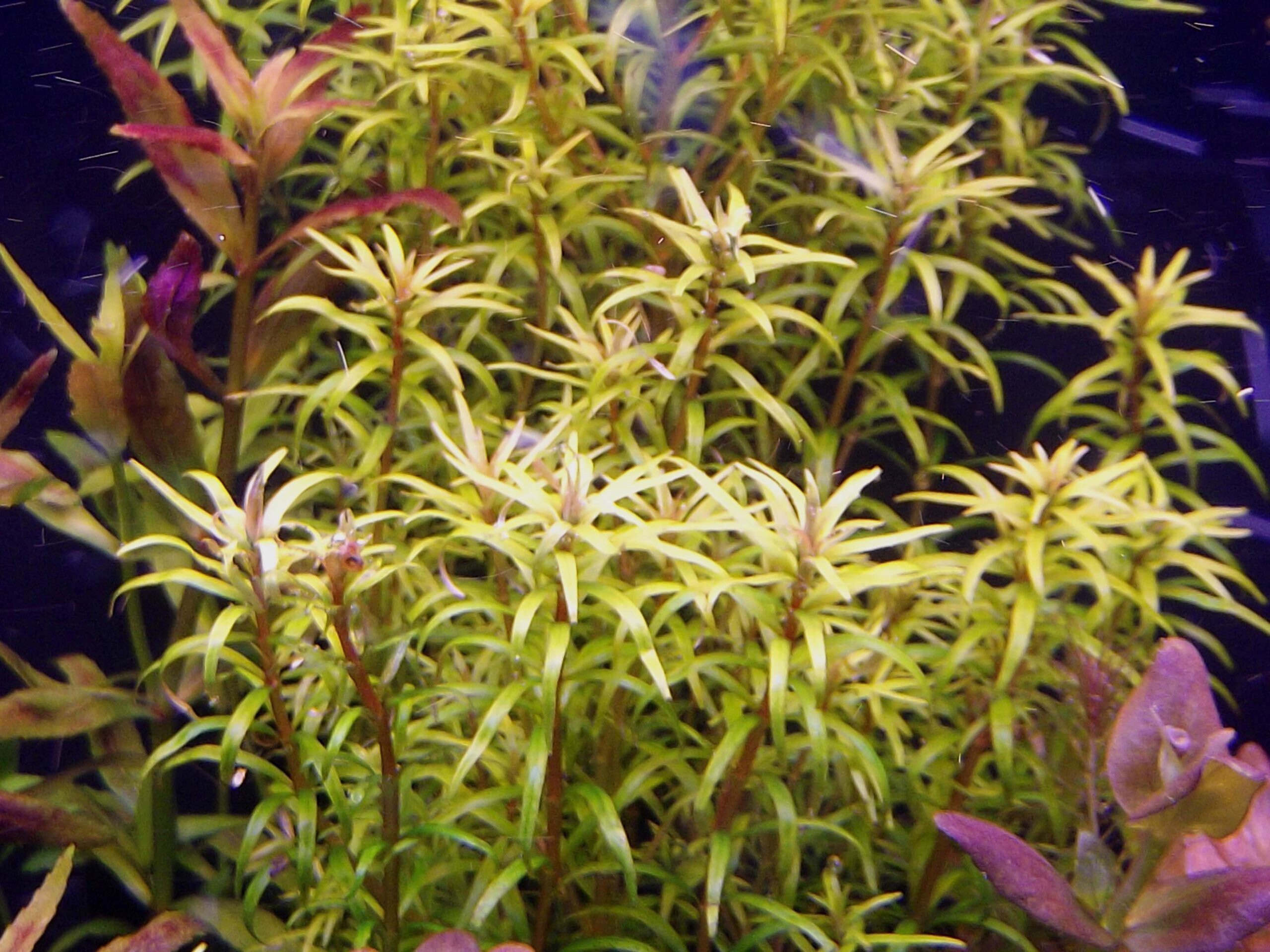 3 Stems Rotala Mexicana Live Aquarium Plants Free S/h - Etsy