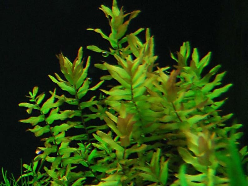 13 Species 50 Stems Live Aquarium Plants Package Free S/h Live - Etsy