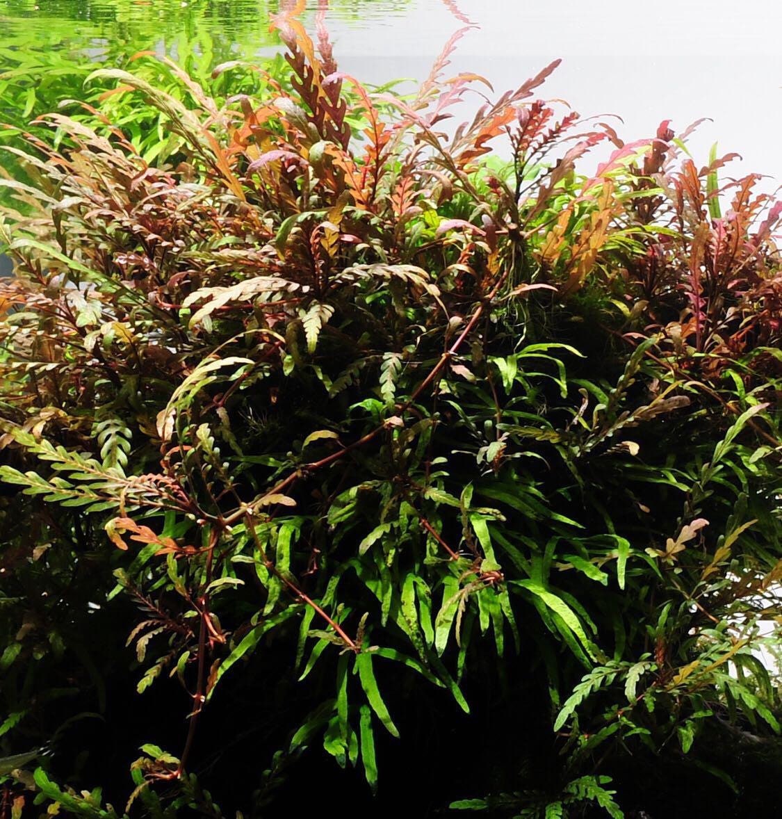 3 Stems Hygrophila Pinnatifida Live Aquarium Plants Free - Etsy