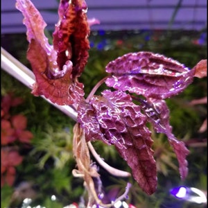1 Pink Flamingo Crypt Plant! Live Aquarium Plants! Free S/h Live ...