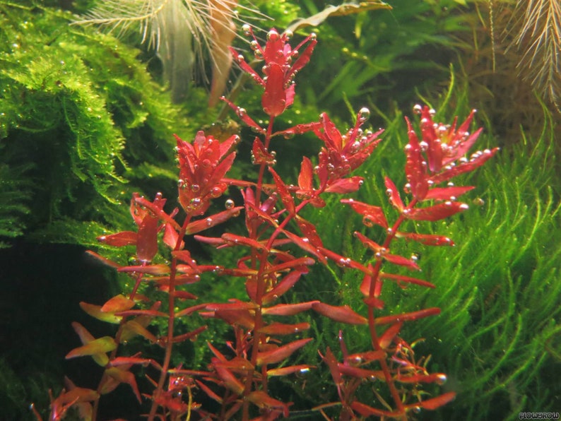 1 Stem Rotala Butterfly Mini Live Aquarium Plants Rare Live Aquatic ...