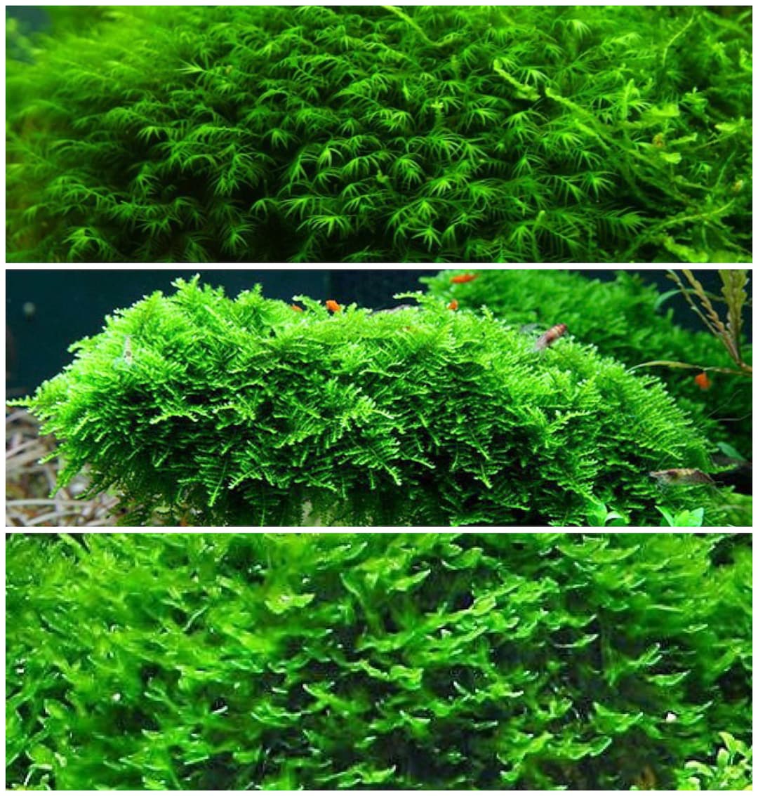 3 1x1 Inch Portions of Christmas Moss, Fissiden Moss, Subwassertang ...