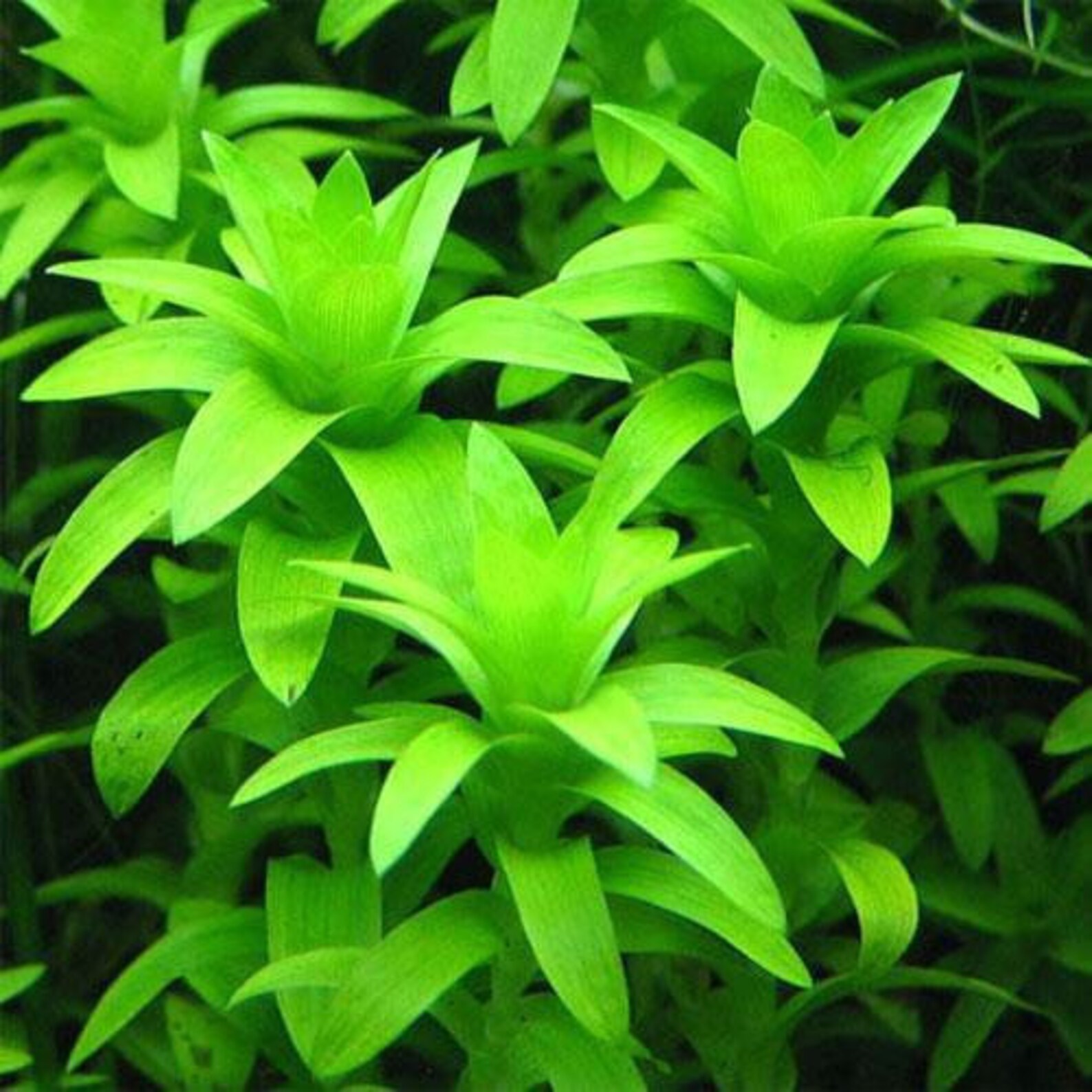 3 Stems Tonina Sp Lotus Blossom Live Aquarium Plants Free S/h Live ...