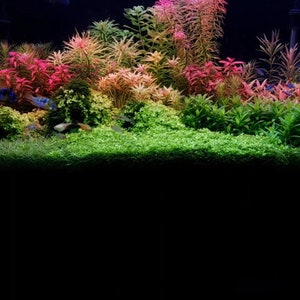 9 Species 50 Stems Live Aquarium Plants Great and Colorful Variety Live ...