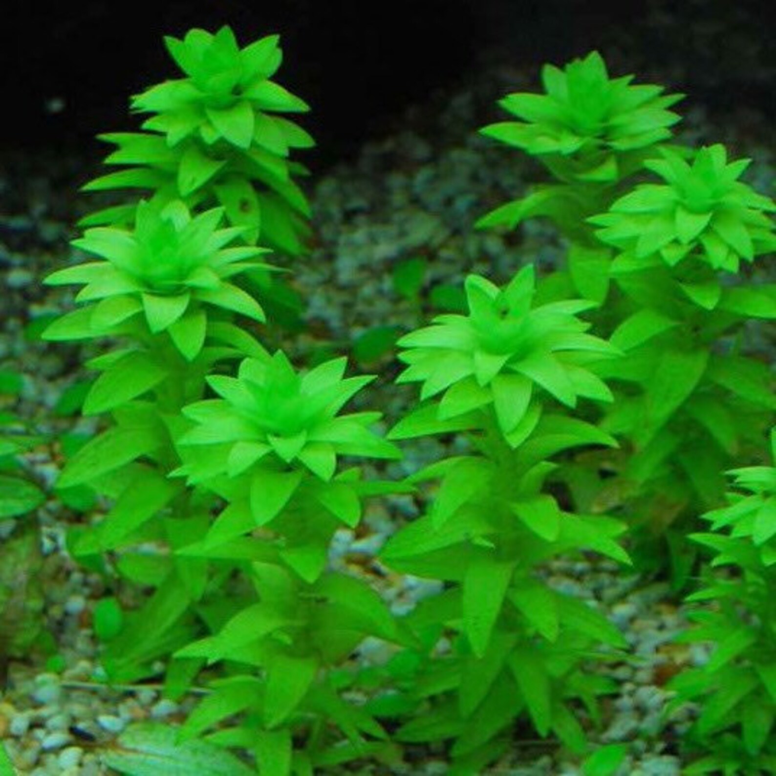 3 Stems Tonina Sp Lotus Blossom Live Aquarium Plants Free S/h Live ...