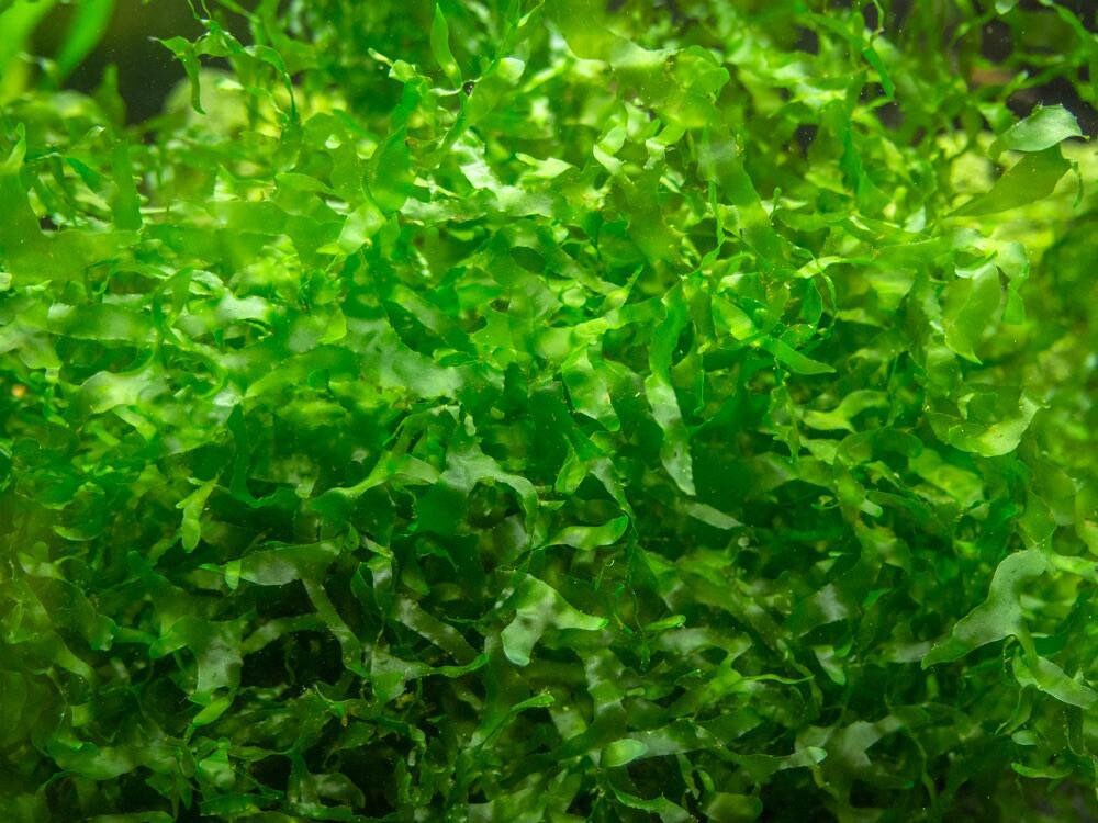 4x4 Inch Portion of Subwassertang! Live Aquarium Plants! Free S/h Live ...