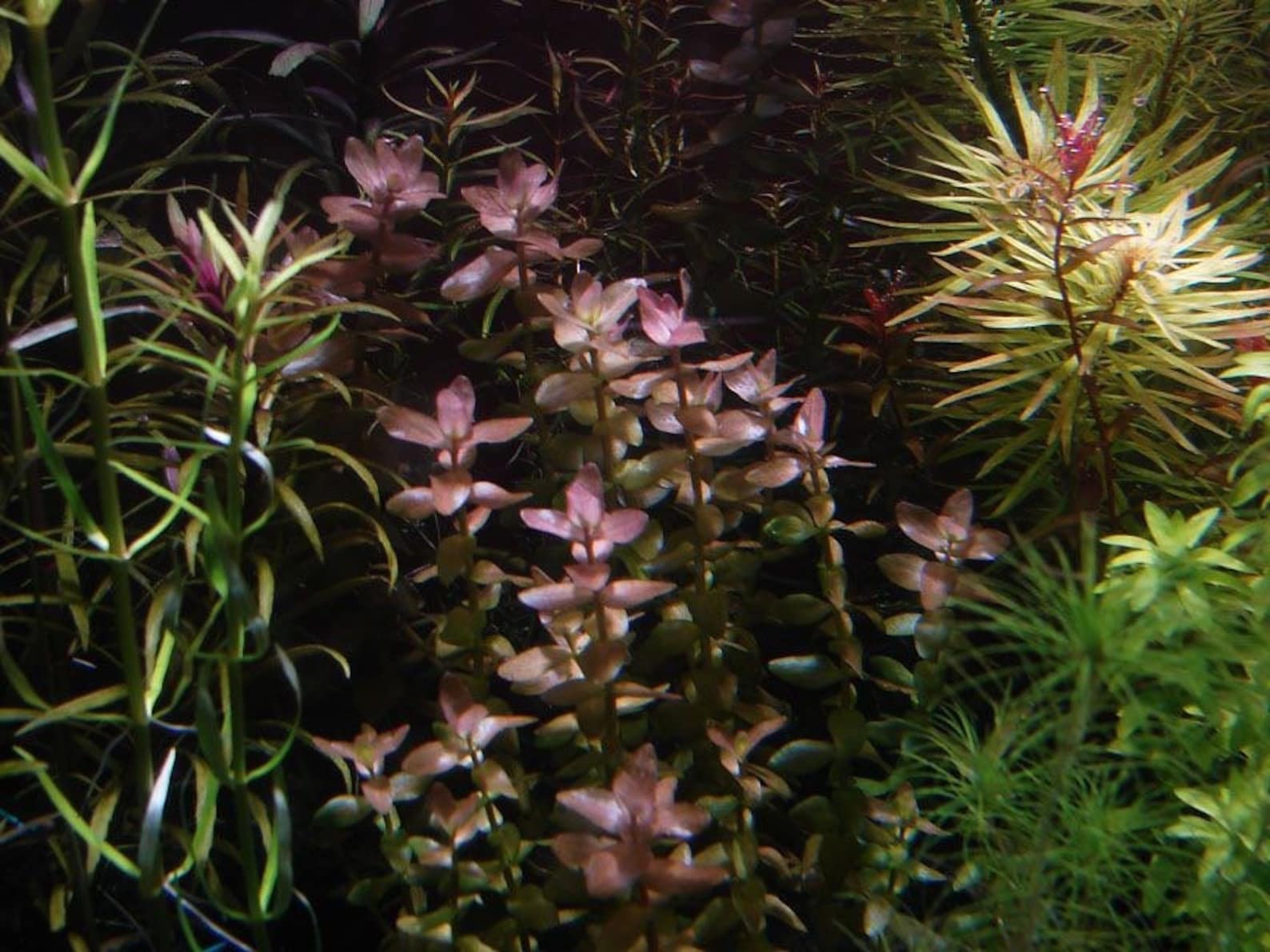 3 Stems Bacopa Colorata Live Aquarium Plants Free S/h - Etsy