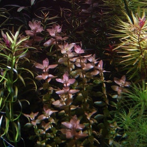 3 Stems Bacopa Colorata Live Aquarium Plants Free S/h - Etsy