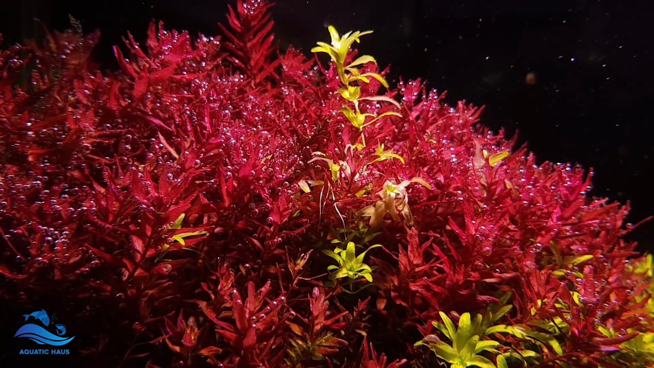 3 Stems Rotala Butterfly Mini Live Aquarium Plants Free S/h - Etsy