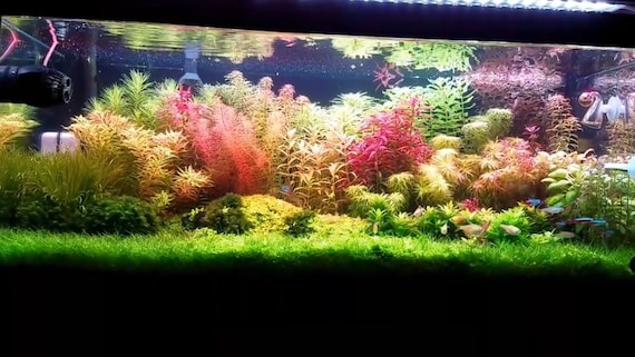 Colorful Freshwater Aquarium Plants