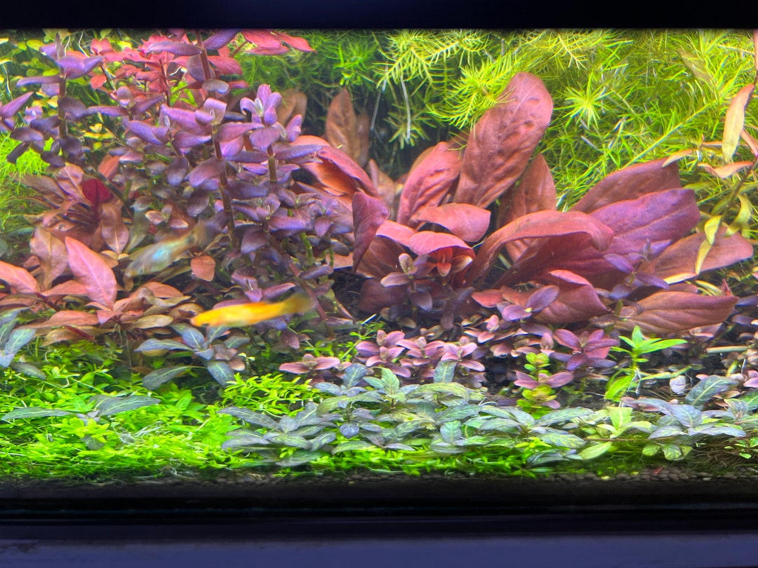 1 Samolus Parviflorus Red Plant! Live Aquarium Plants! Free S/h!!! Live ...