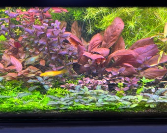 Samolus Parviflorus Red Rare Live Aquarium Plants - Etsy