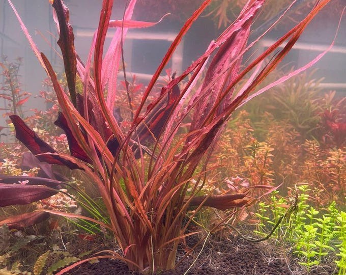 1 Tiger Spirals Crypt Plant Live Aquarium Plants Free S/h Live Aquatic ...