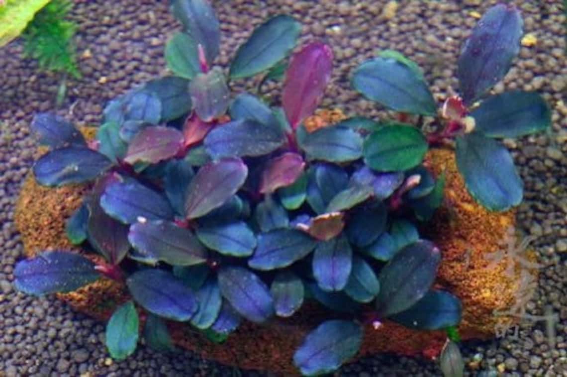 2 Bucephalandra Micro Plants Live Aquarium Plants Free S/h - Etsy