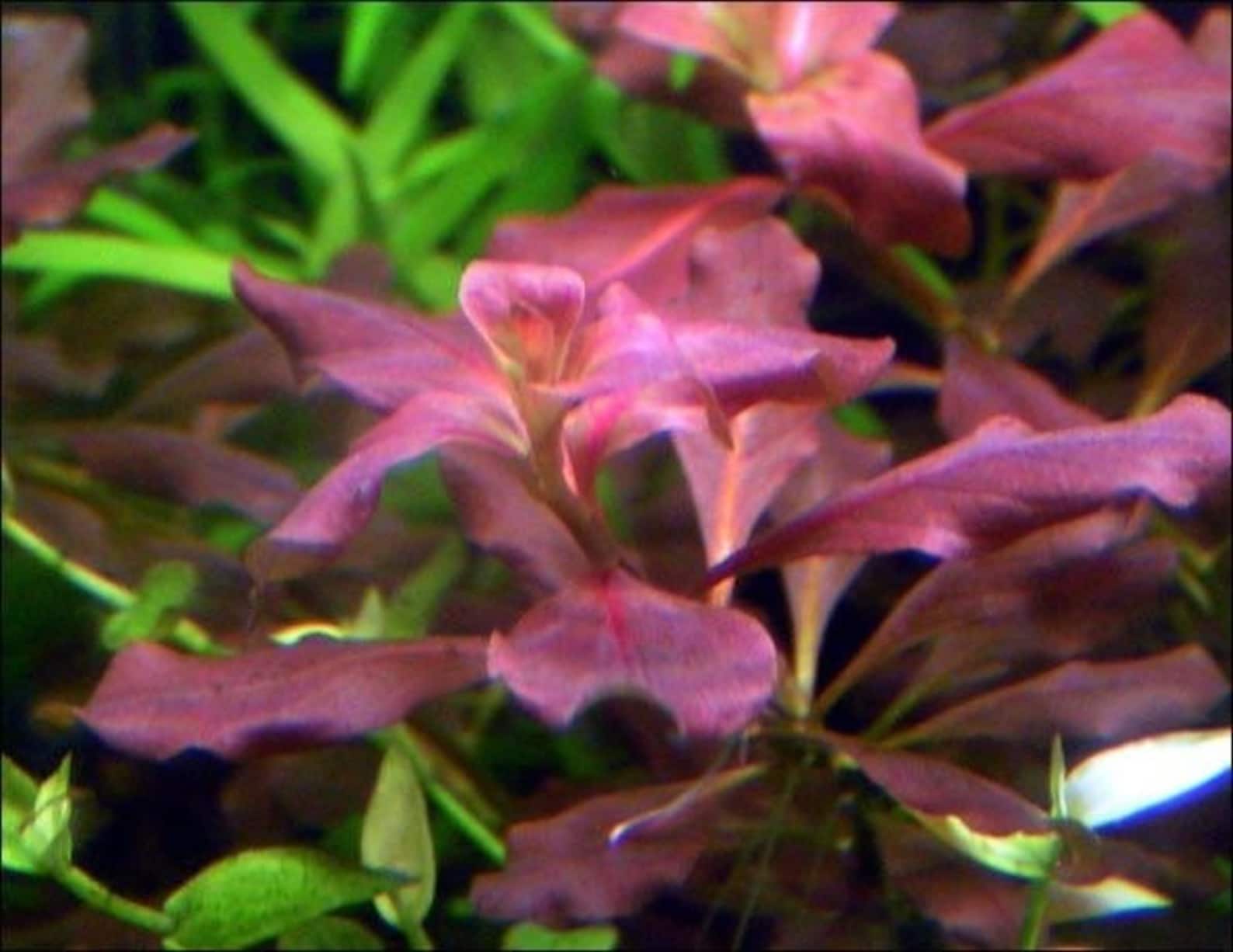 3 Stems Ludwigia Ovalis Pink Rare Live Aquarium Plants Free S/h Live ...