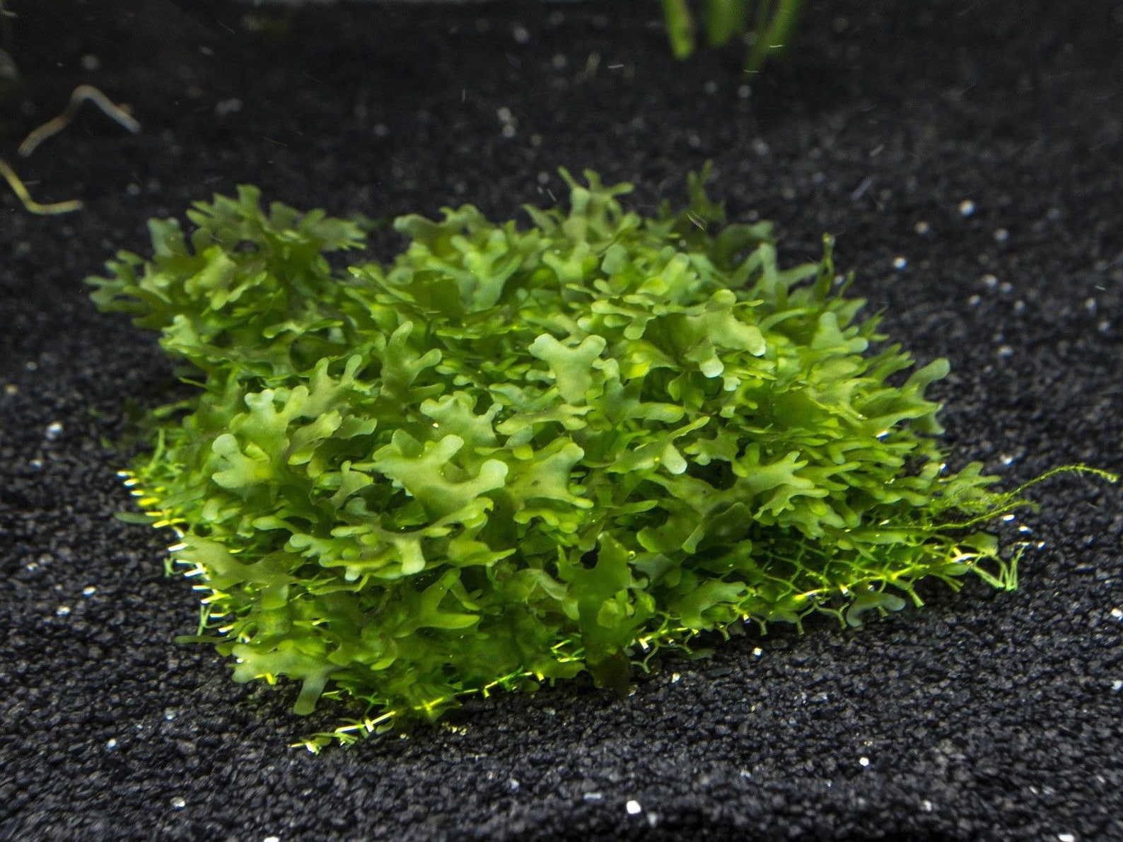 4x4 Inch Portion of Subwassertang Live Aquarium Plants Free - Etsy