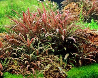 3 Downoi Plants Aka “little Star” Live Aquarium Plants! Free S/h Rare ...