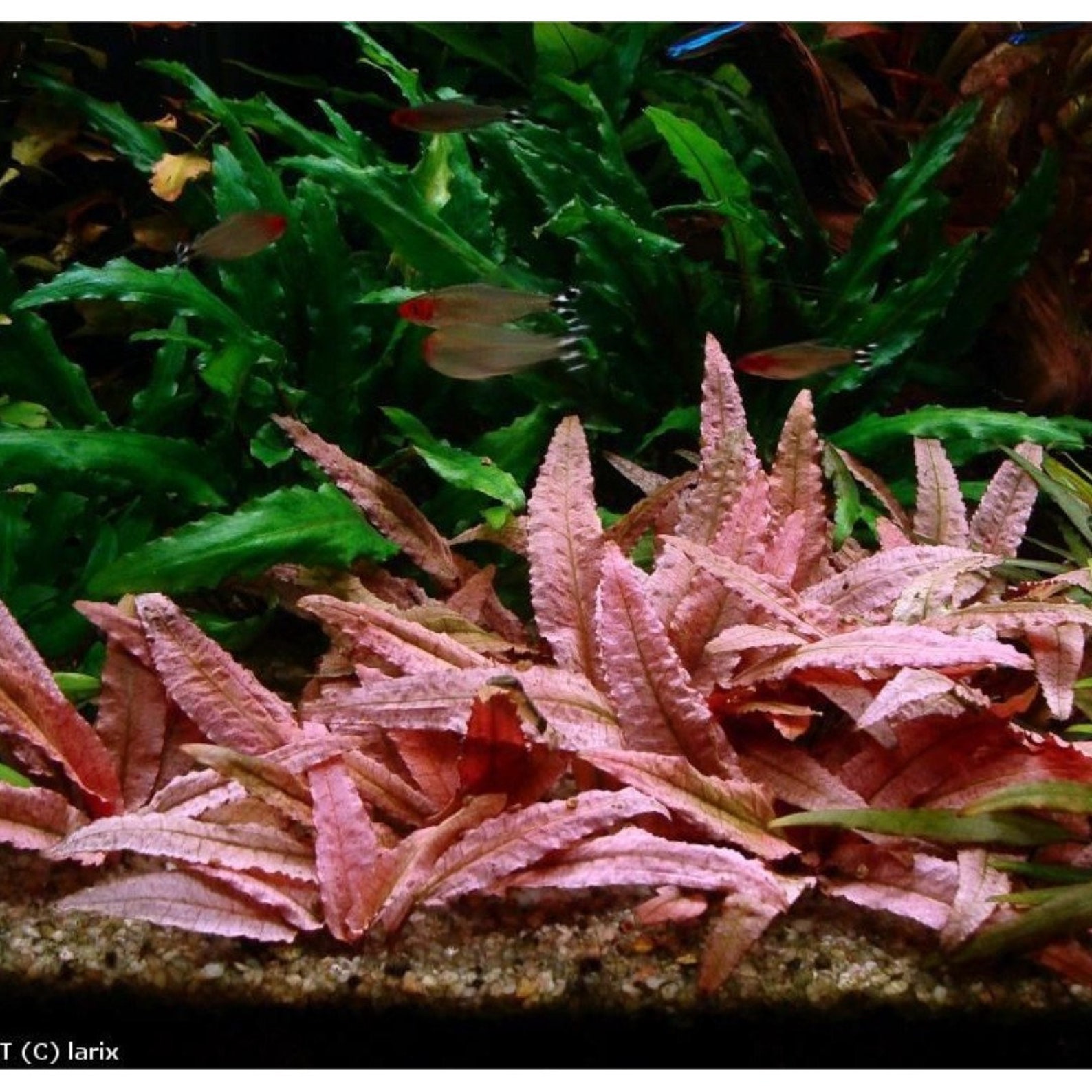 1 Pink Flamingo Crypt Plant! Live Aquarium Plants! Free S/h Live ...