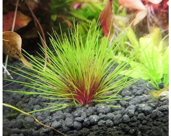 Blood Vomit Plant - Etsy