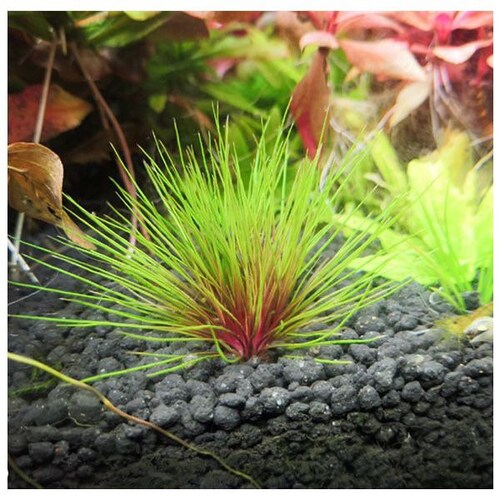 2 Bucephalandra Micro Plants Live Aquarium Plants Free S/h - Etsy