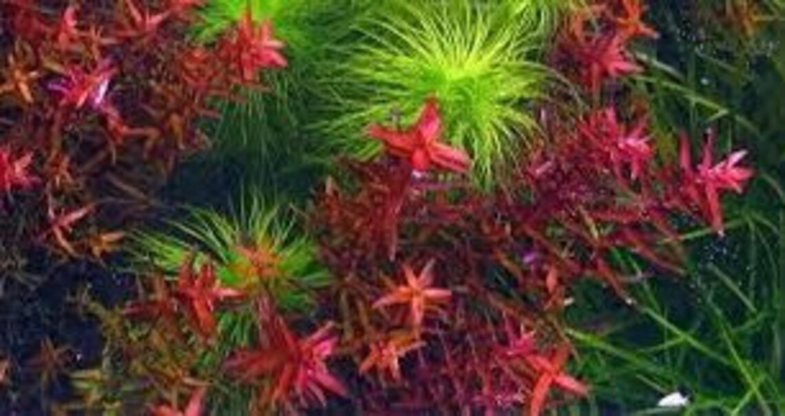 1 Stem Rotala Butterfly Mini Live Aquarium Plants Rare Live Aquatic ...