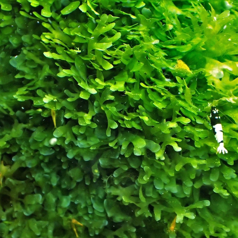1x1 Inch Portion of Subwassertang Live Aquarium Plants Free - Etsy