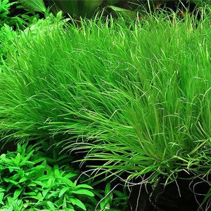 3 Blyxa Japonica Plants! Live Aquarium Plants! Free S/h Live Aquatic ...