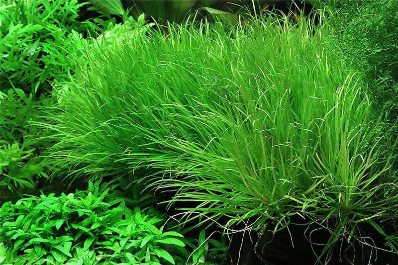 3 Blyxa Japonica Plants Live Aquarium Plants Free S/h Live - Etsy