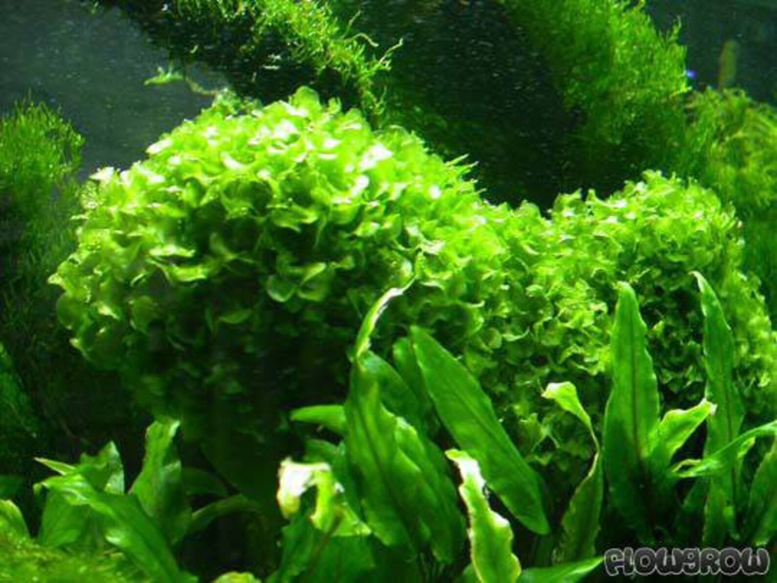 4x4 Inch Portion of Subwassertang Live Aquarium Plants Free | Etsy